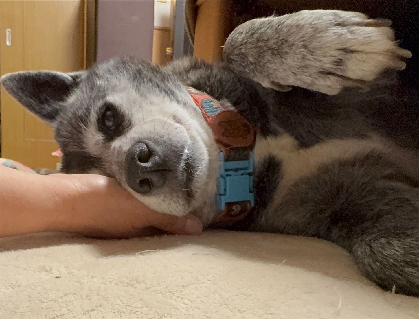 ホソホソとマルマル - ちいちゃん今日もウトウト・・・