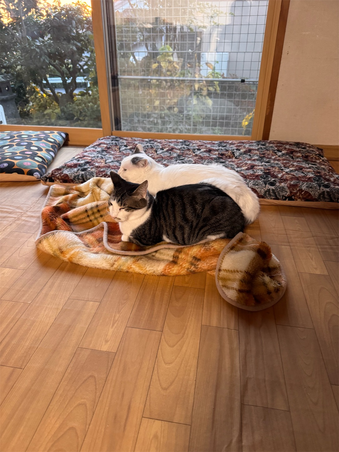 ホソホソとマルマル - ちいちゃん今日もウトウト・・・