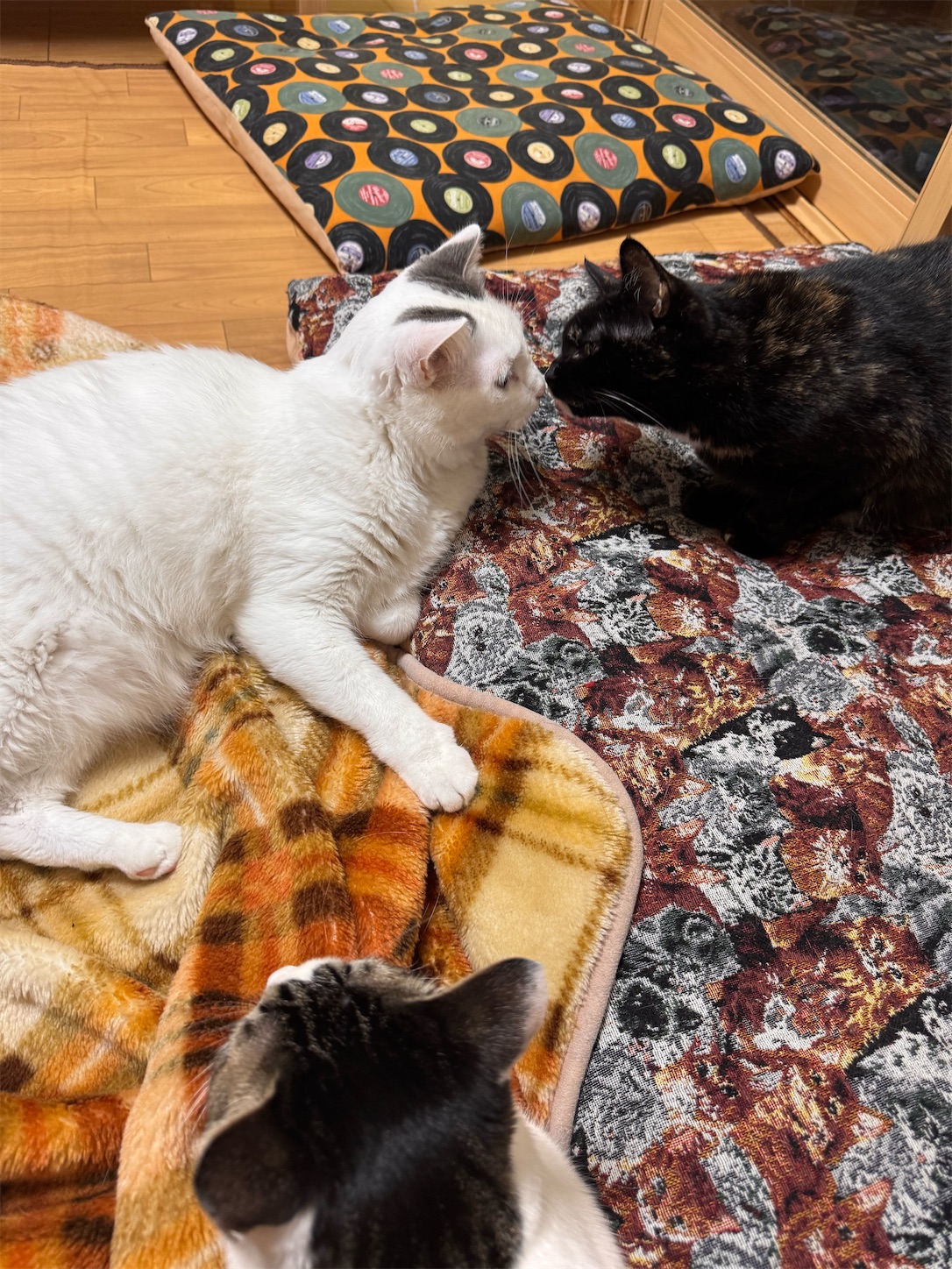 ホソホソとマルマル - ちいちゃん今日もウトウト・・・