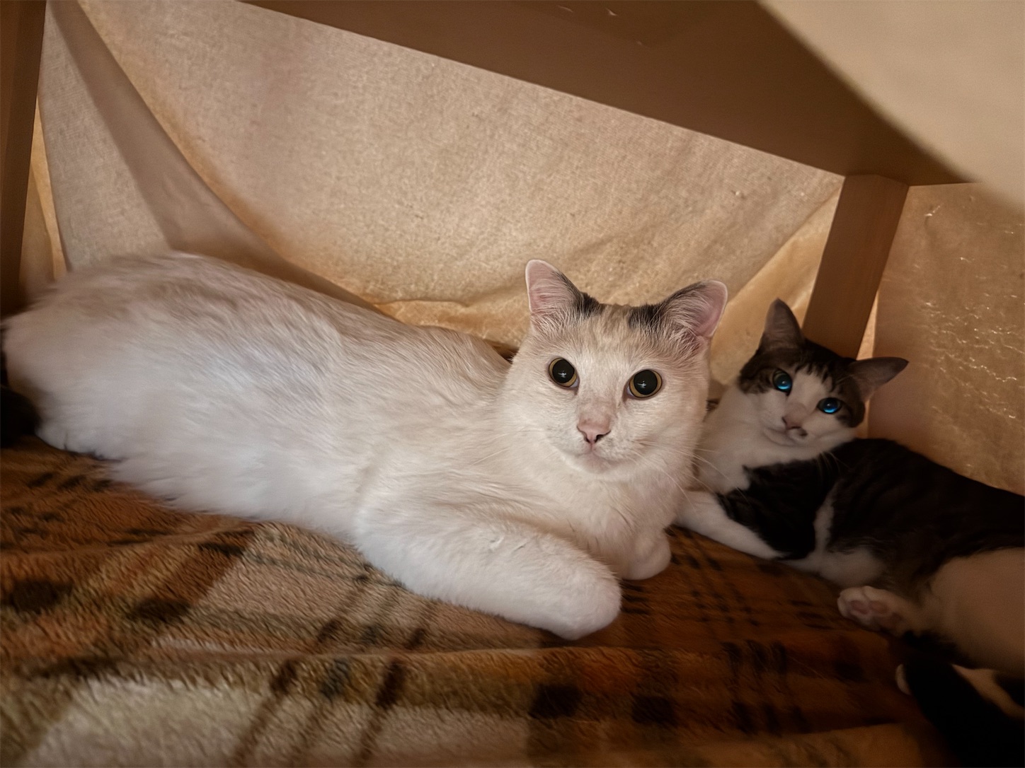 赤と青のガウン - ちいちゃん今日もウトウト・・・