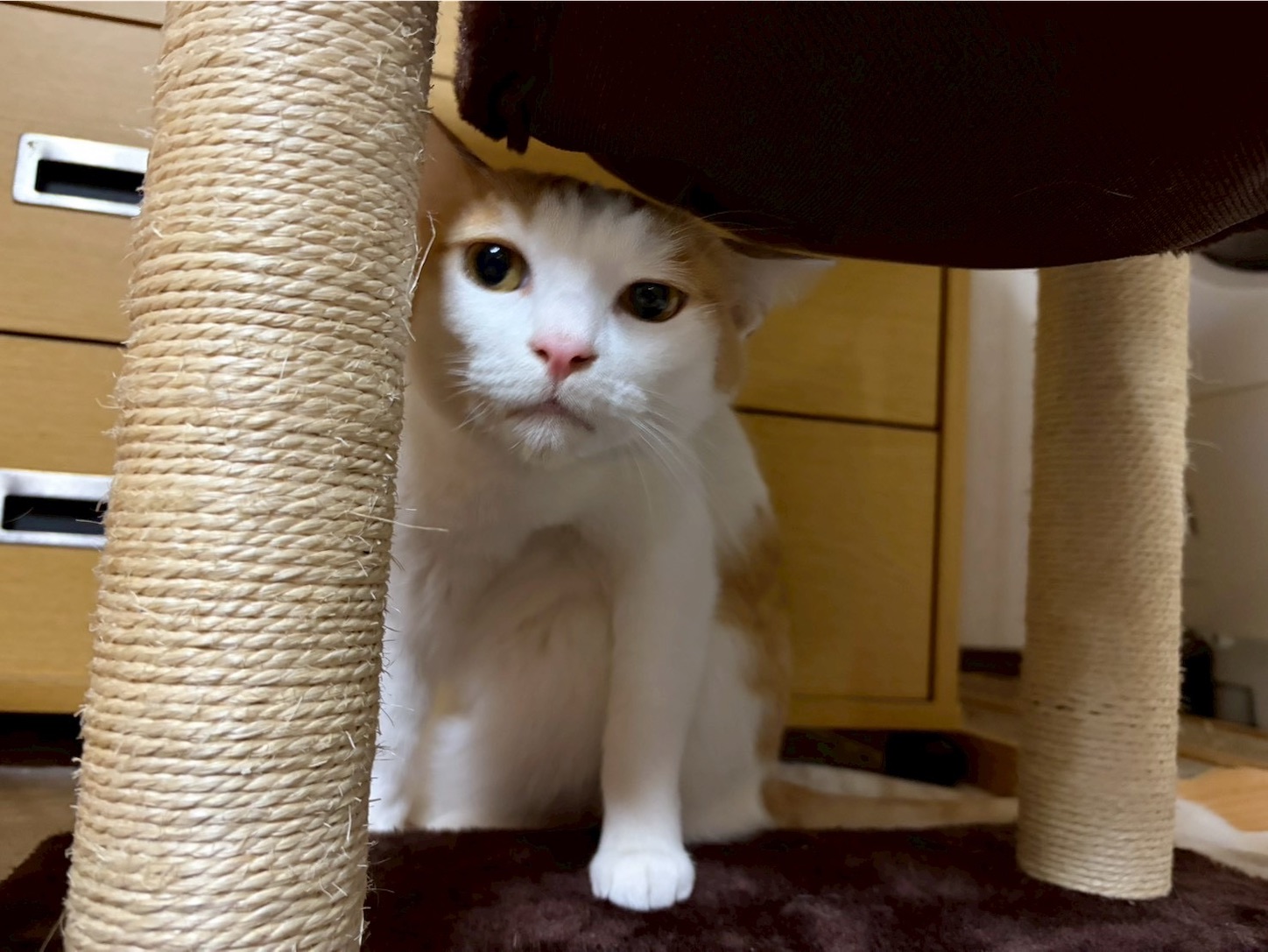 赤と青のガウン - ちいちゃん今日もウトウト・・・