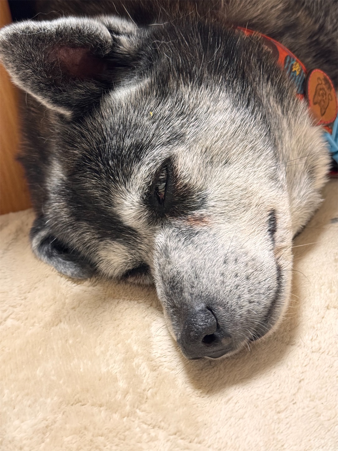 赤と青のガウン - ちいちゃん今日もウトウト・・・