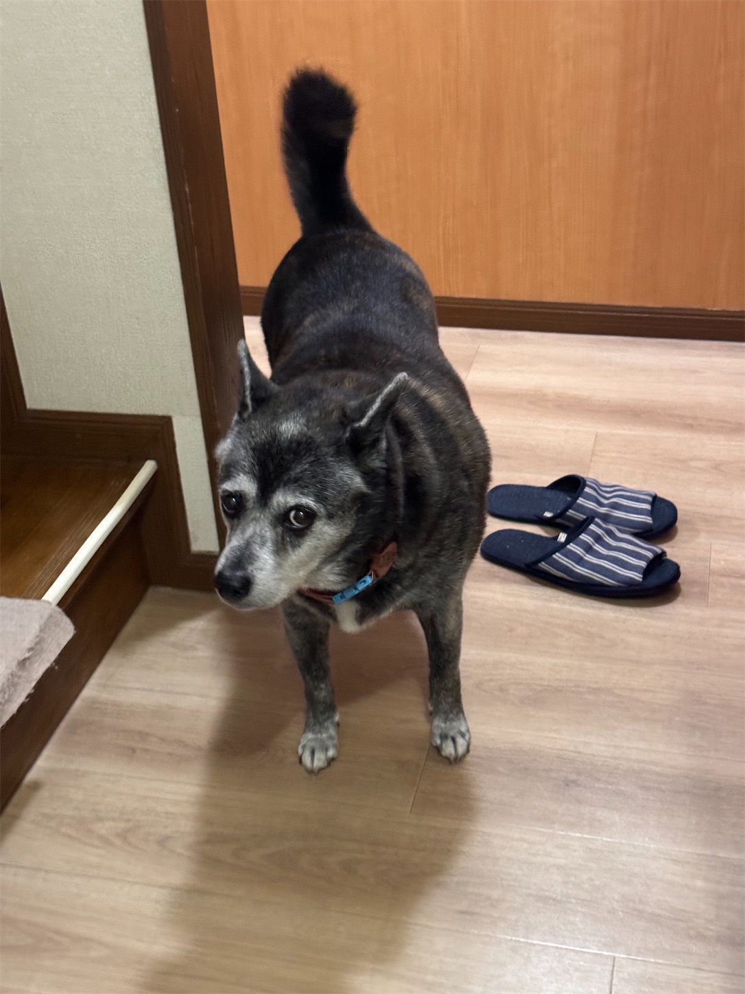 赤と青のガウン - ちいちゃん今日もウトウト・・・