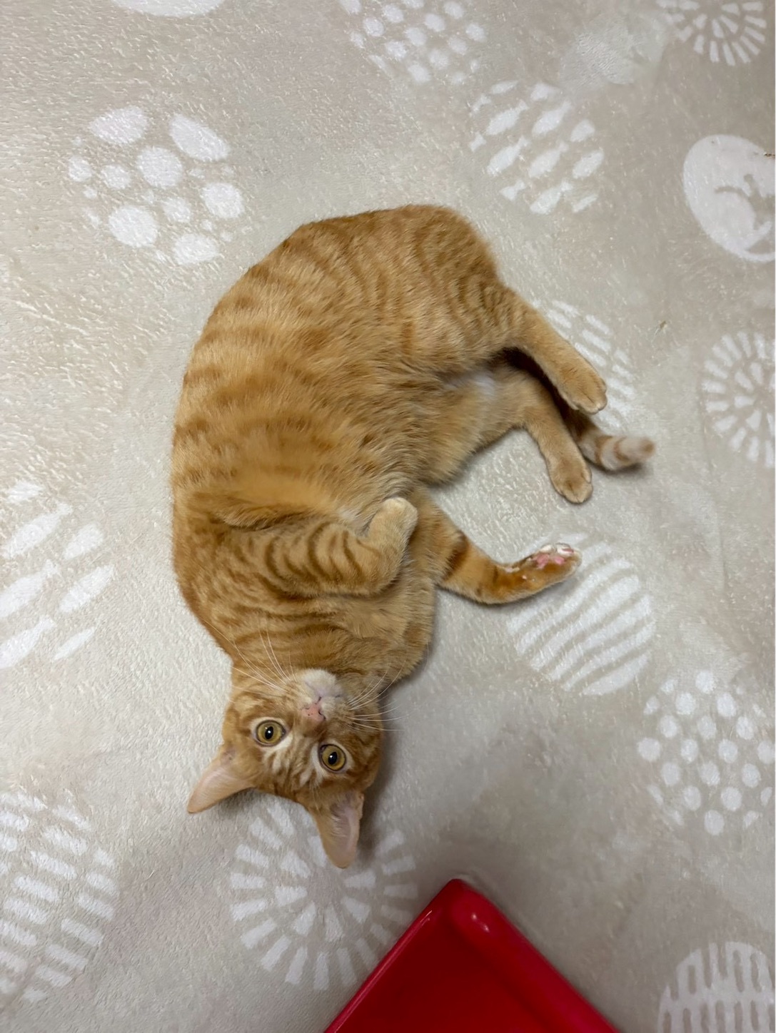 赤と青のガウン - ちいちゃん今日もウトウト・・・