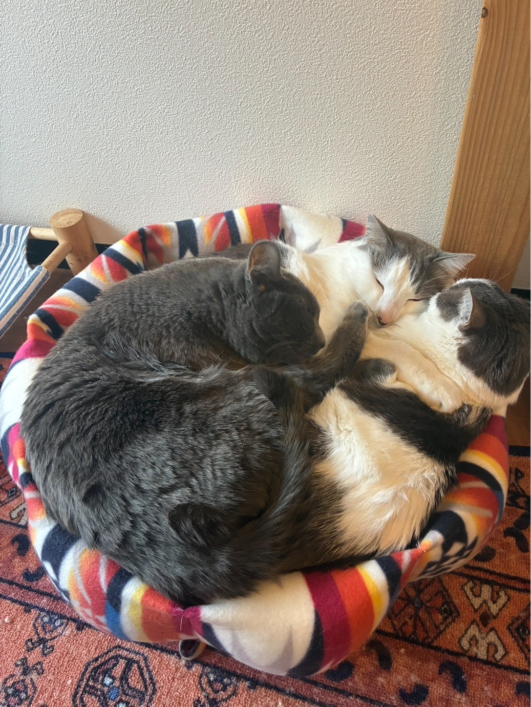 恒例の門松！ - ちいちゃん今日もウトウト・・・