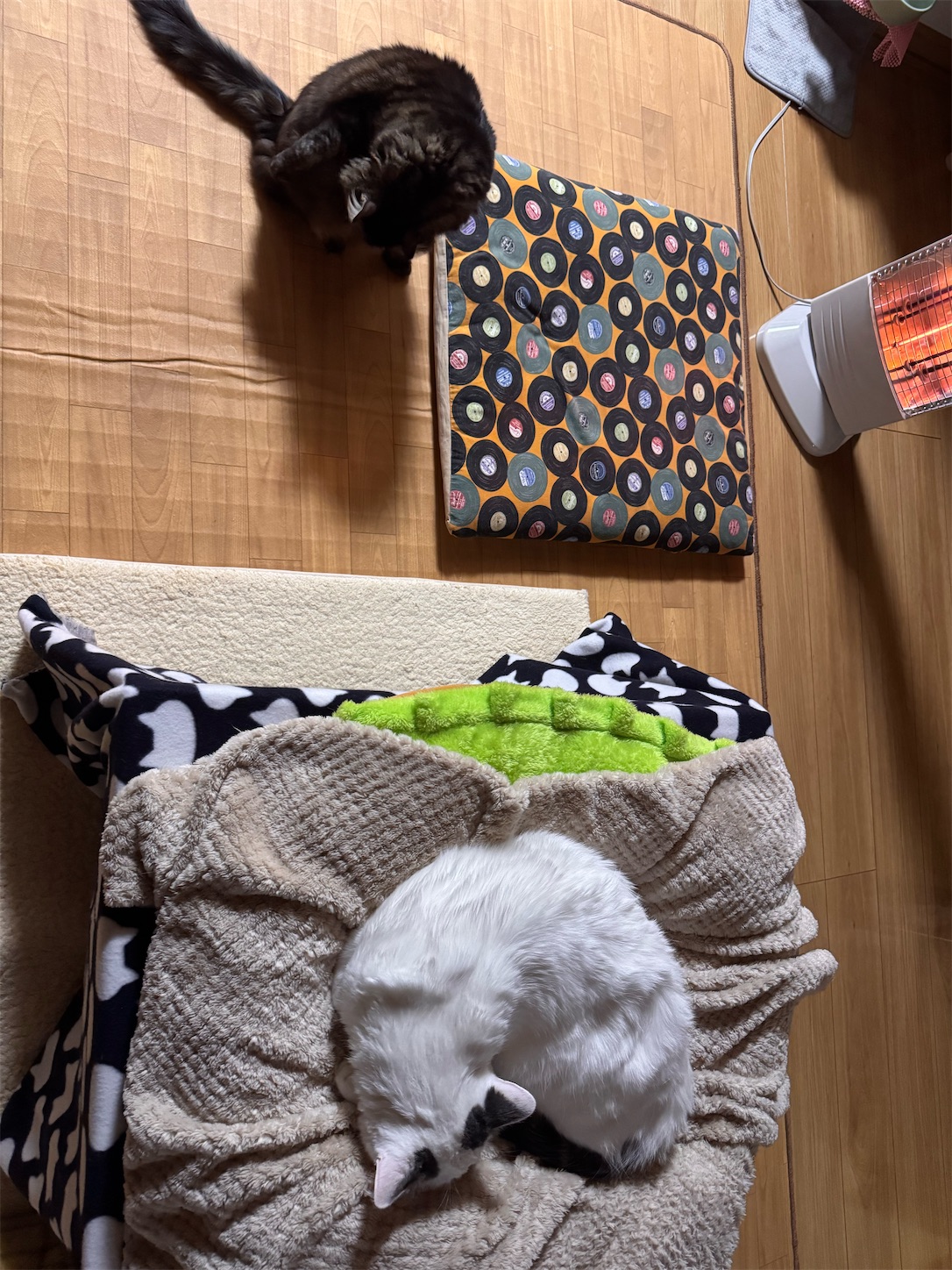 猫の腎臓病新薬・・ - ちいちゃん今日もウトウト・・・