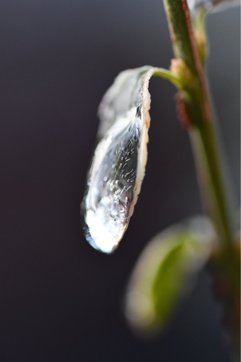 猫の腎臓病新薬・・ - ちいちゃん今日もウトウト・・・