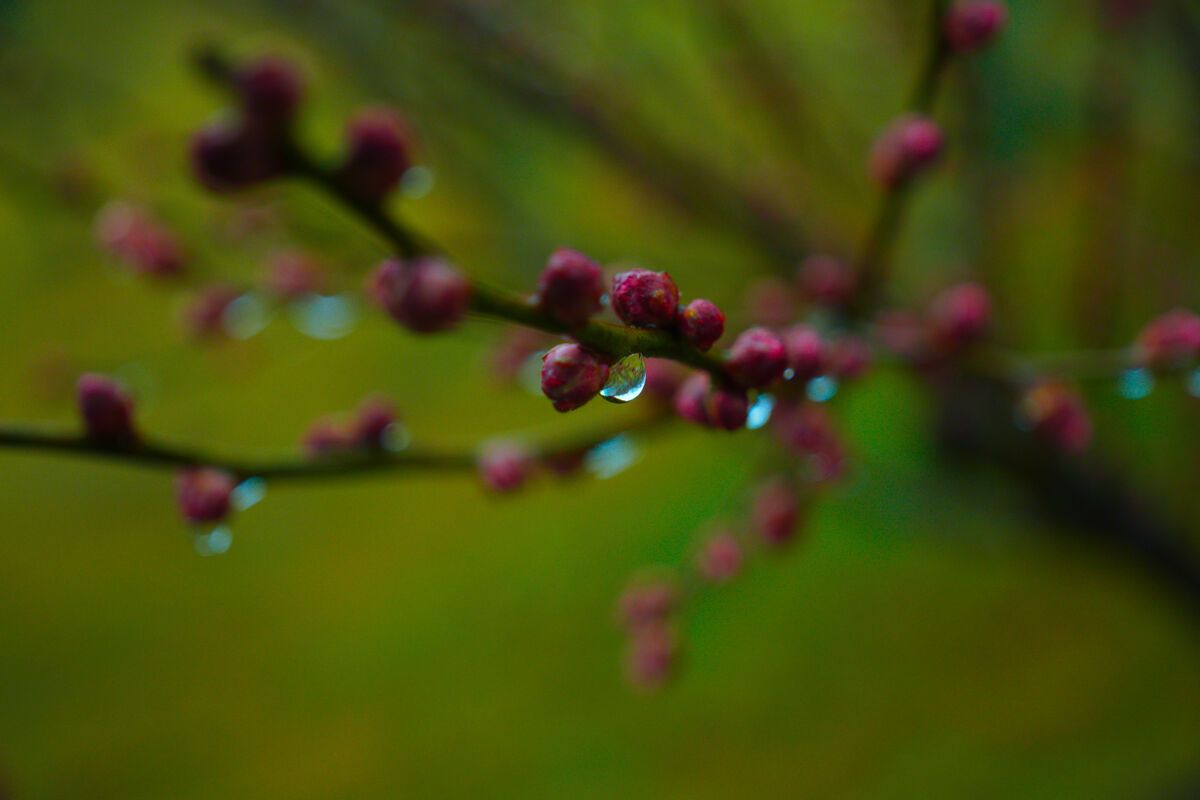 Vol.214 おさんぽふぉと - 呵々大笑 ～かかだいしょう～