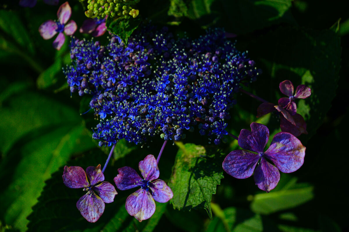 Vol.237 おさんぽふぉと - 呵々大笑 ～かかだいしょう～