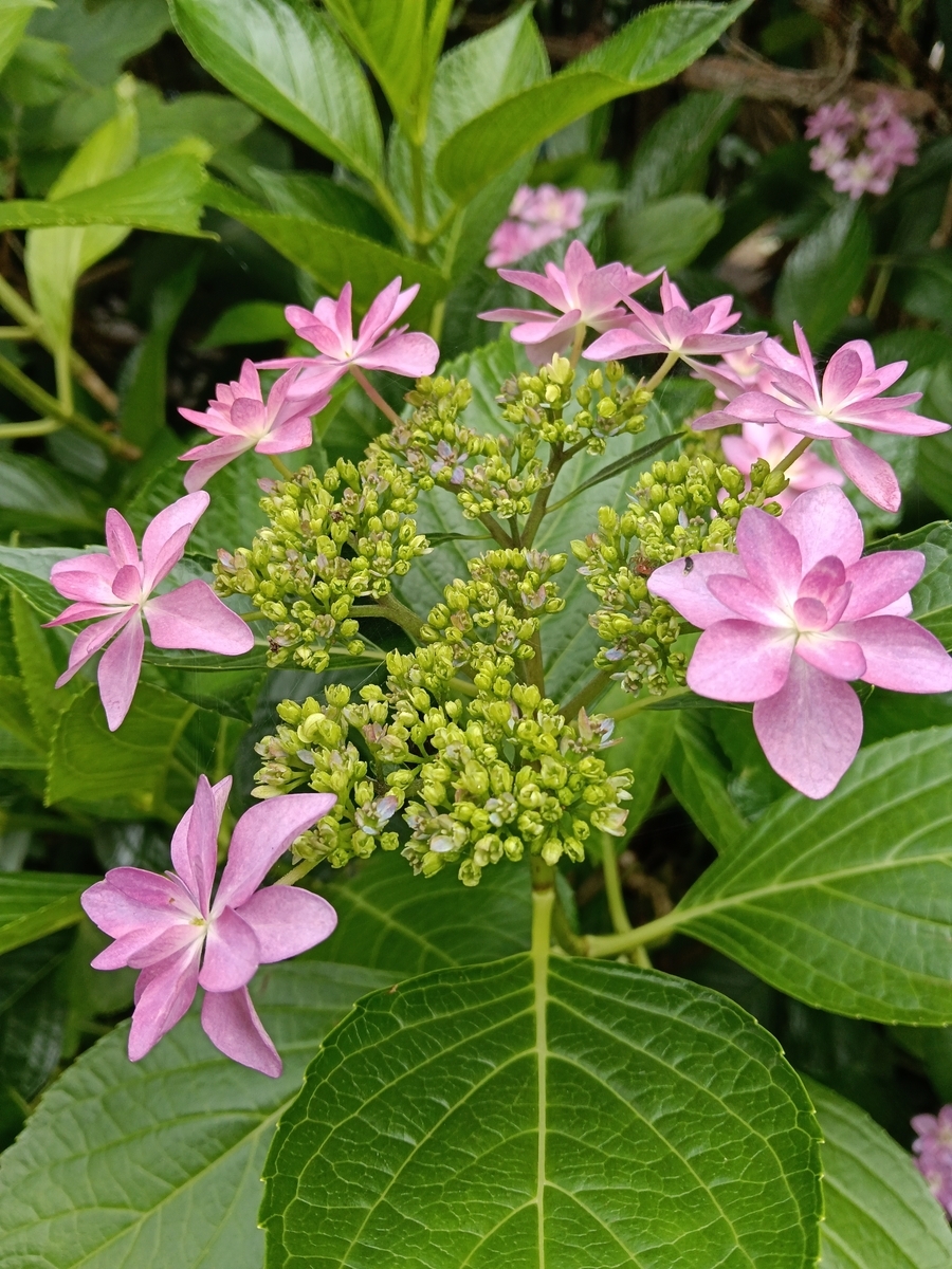日吉温泉 - kameKiKu’s blog､小さな庭日記