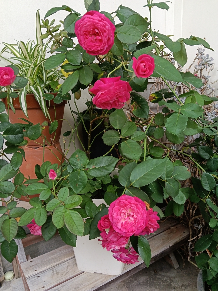 日吉温泉 - kameKiKu’s blog､小さな庭日記