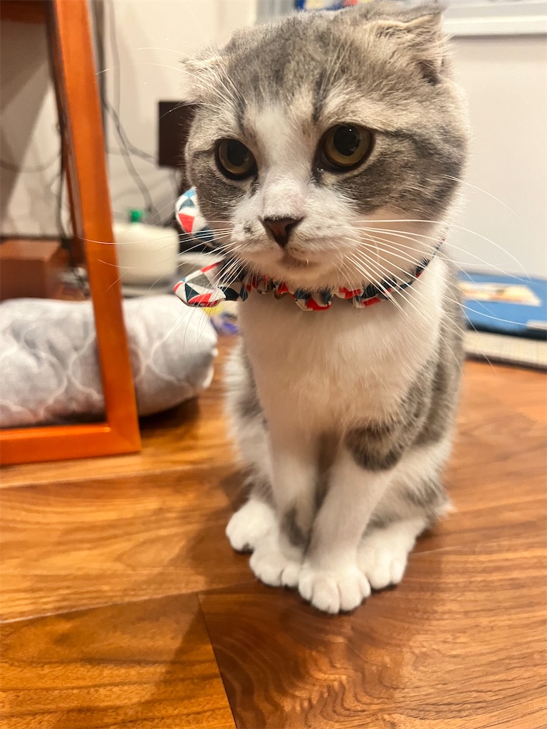 猫猫猫！！ - kan.dayoの日記