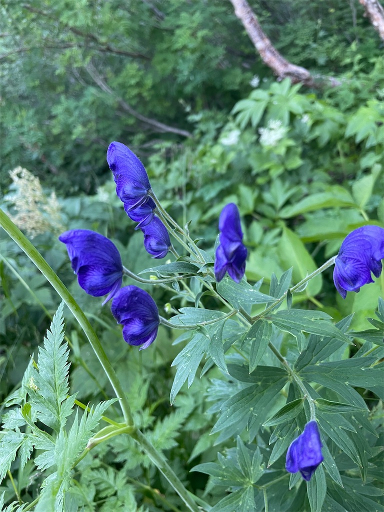 2021/8/3-8/6 新穂高温泉-槍ヶ岳-鏡平 - kappa-doctorの日記