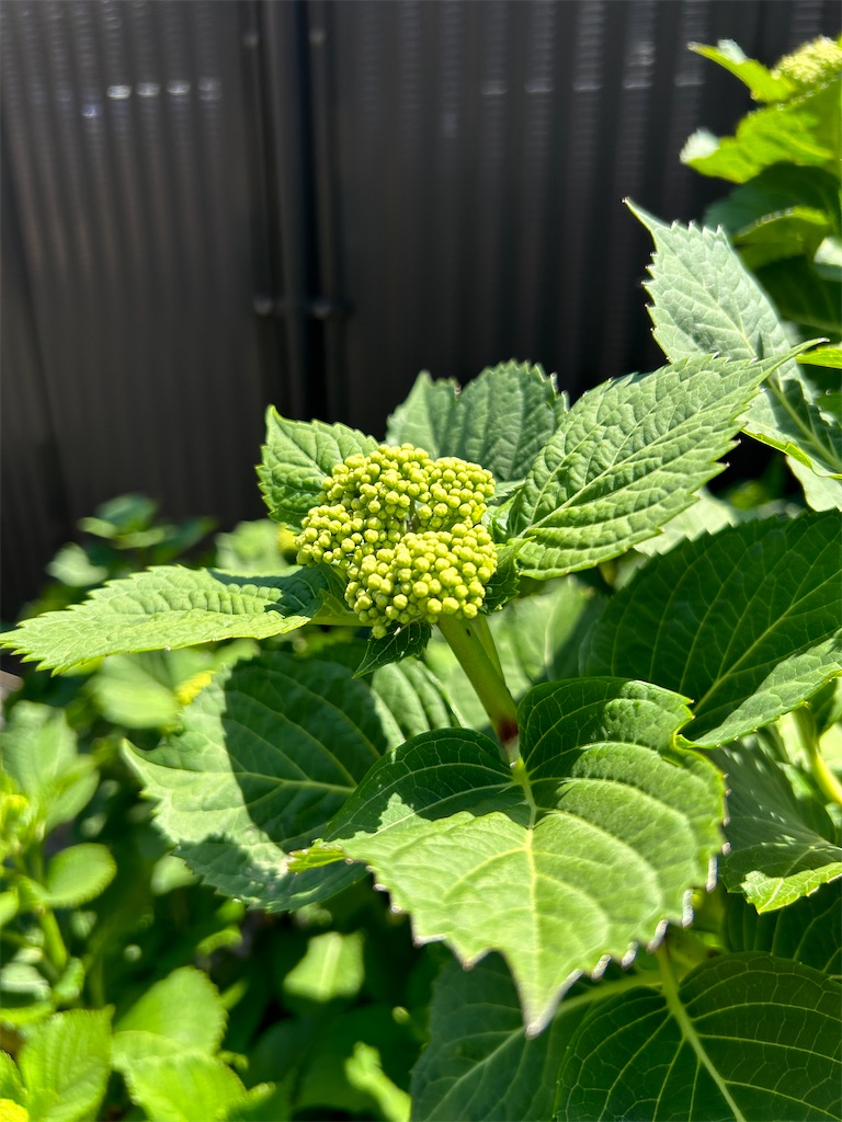 もう暫くしたらアサガオが咲いてくるのかな？ - kappiiのグリーフとか