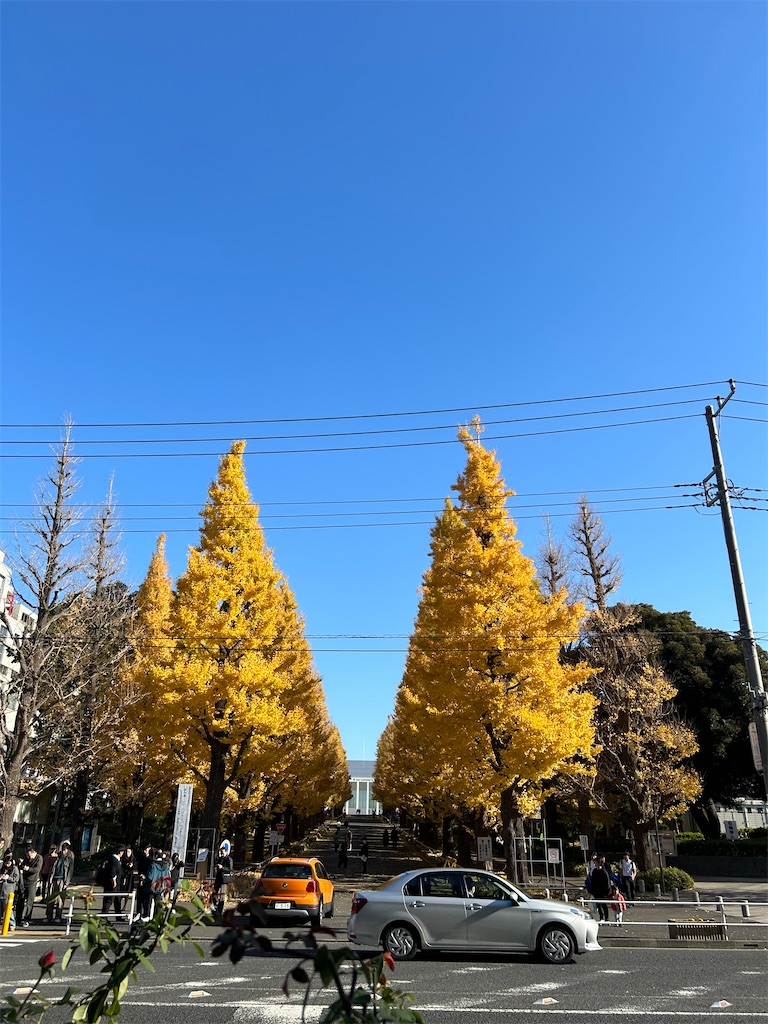 （紅葉）慶應義塾大学の銀杏並木 - kappiiのグリーフとか