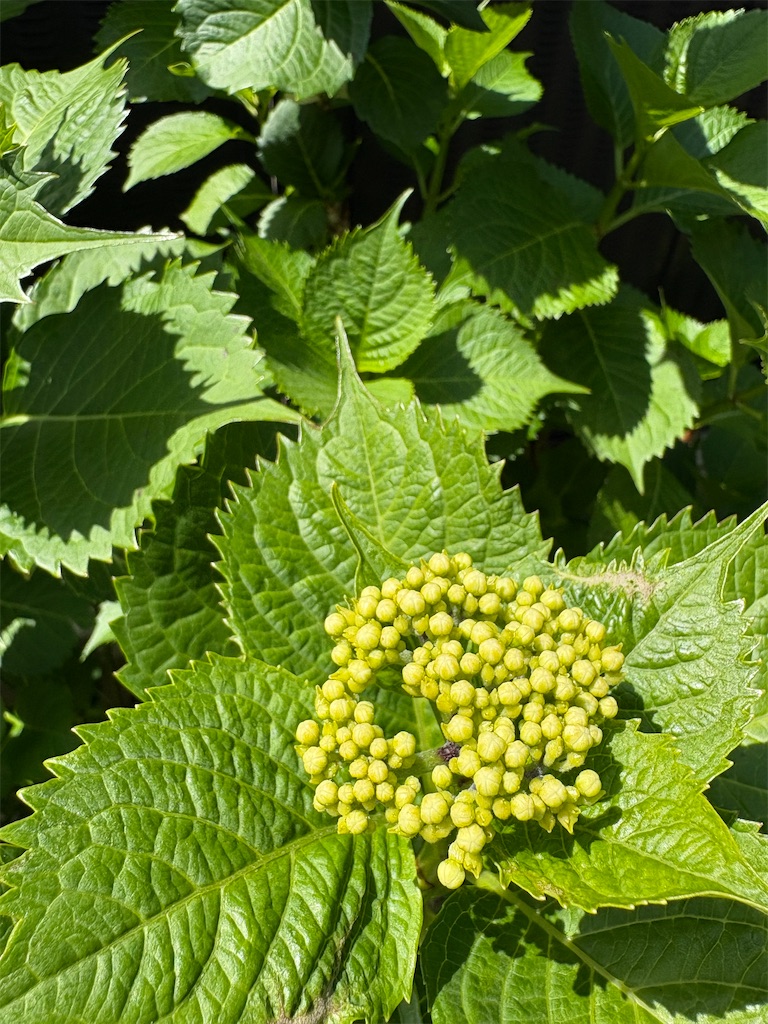 紫陽花2025年咲く前 - kappiiのグリーフとか