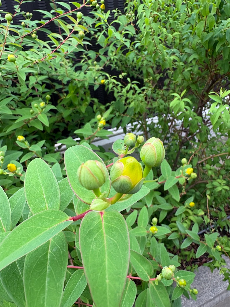何の花っすか？？ - kappiiのグリーフとか