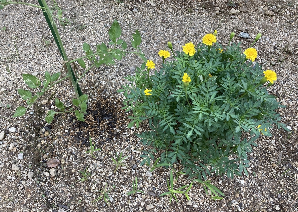 新しい苗を貰ったので植えました7/13 - Karinのまったり暮らしメモ