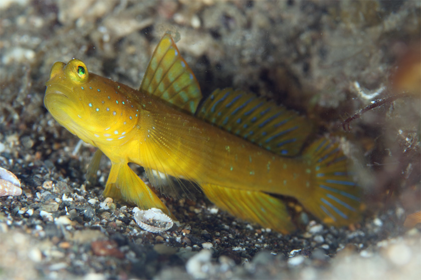 No.005 フタホシタカノハハゼ (Cryptocentrus sericus) その3 - ハゼが好き！