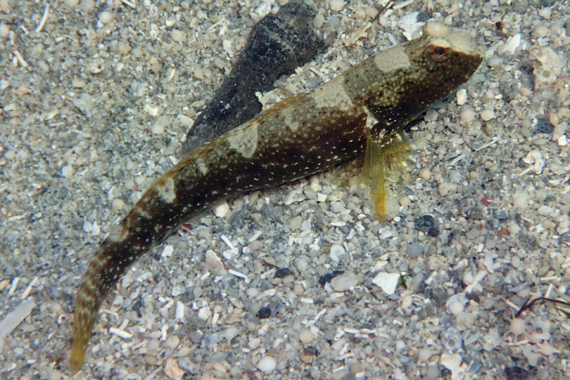 No.014 マウデズ・シュリンプゴビー (Cryptocentrus maudae) - ハゼが好き！