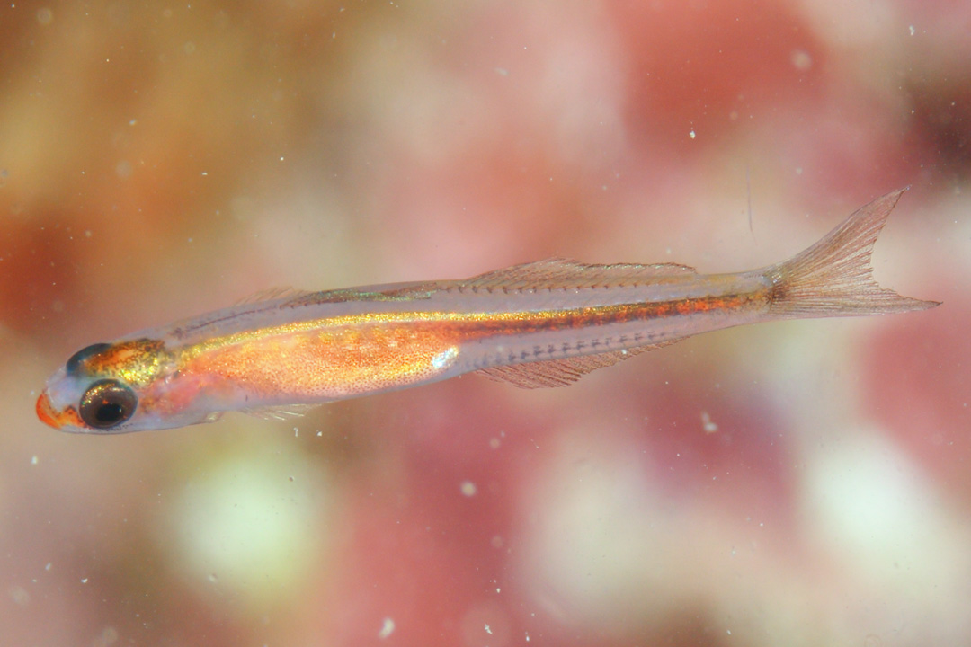 No.117 ネイクト・ダートフィッシュ (Parioglossus nudus) - ハゼが好き！