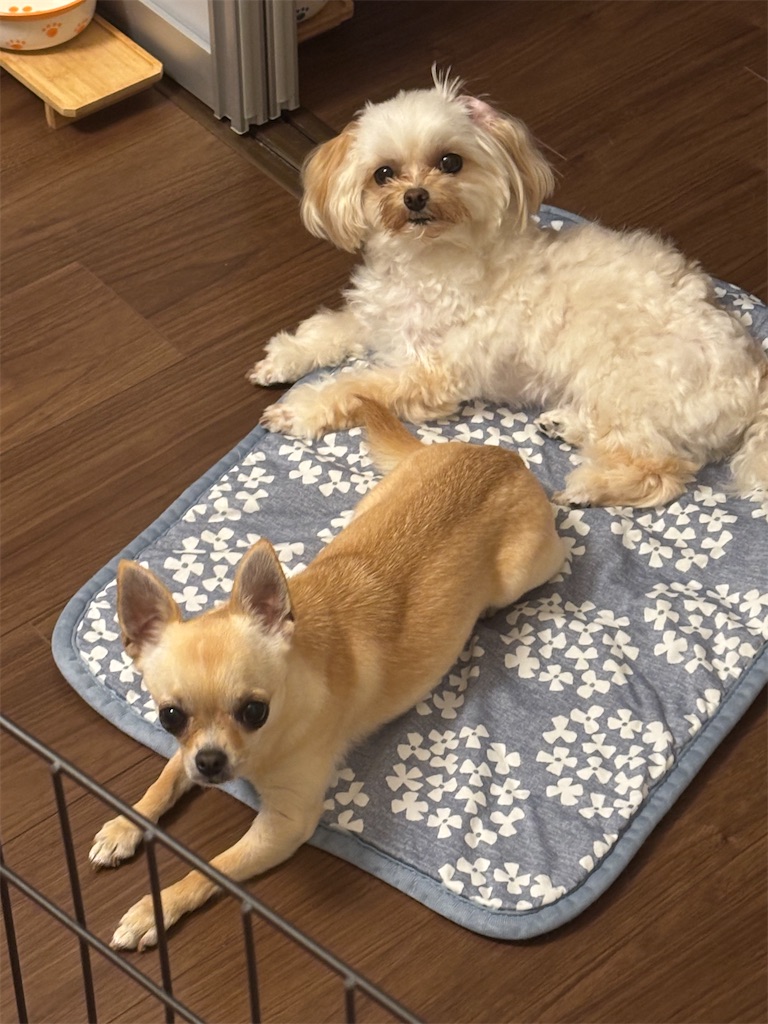 Netflixで『ベルばら』と『弱いヒーローS2』を鑑賞｜感動の名作レビューと犬の面白エピソード - 春翔〜HALCAL〜