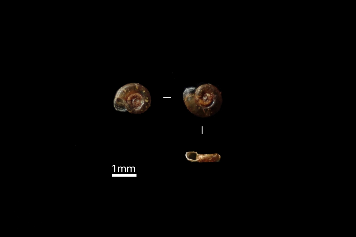 標本 - 兵庫の水辺に魅せられて
