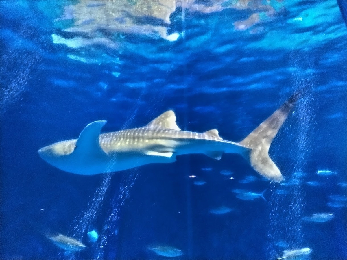 鹿児島水族館の目玉ジンベイザメよりエイがおもしろかった - 風に吹かれて