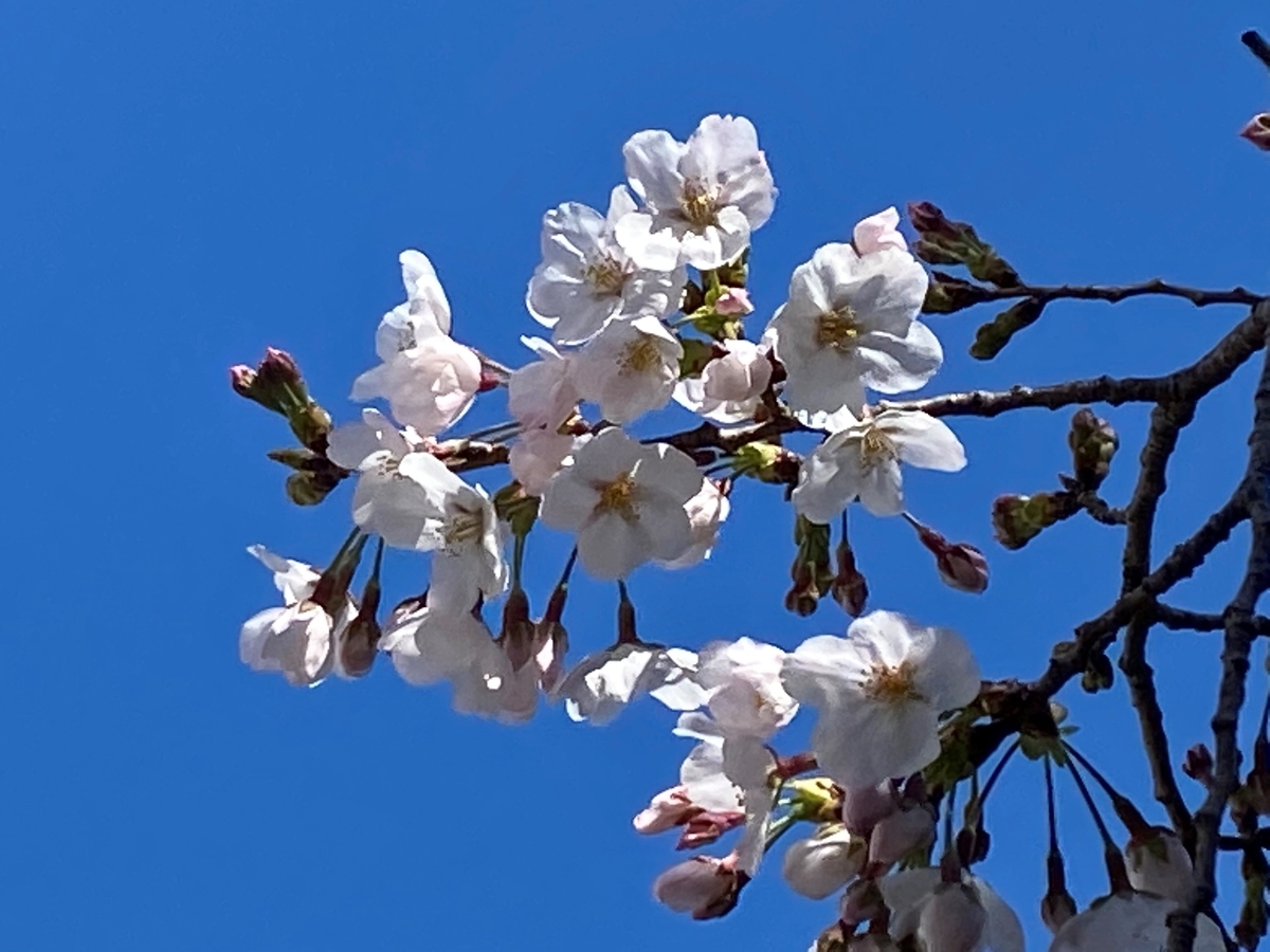 今日のソメイヨシノ・観察日記 - 風のかたみの日記