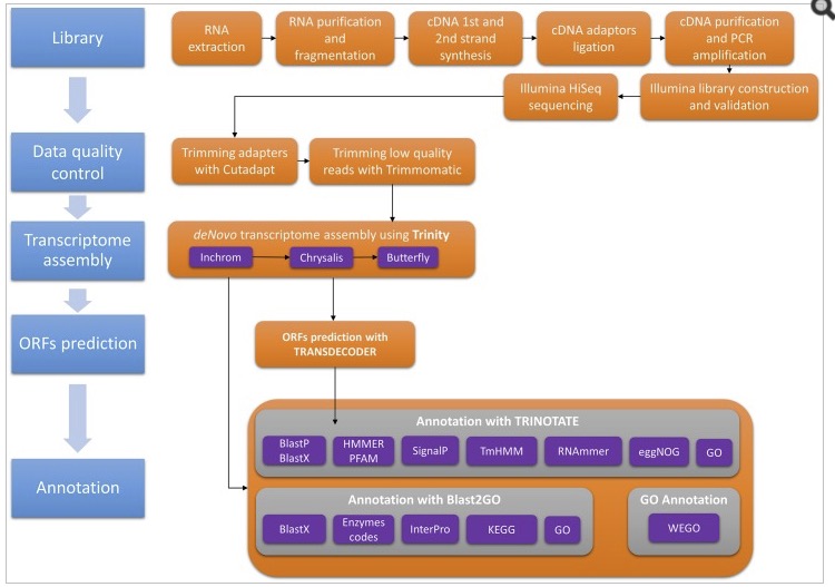 de novo transcriptome向けのアノテーションツール; Trinotate - macでインフォマティクス