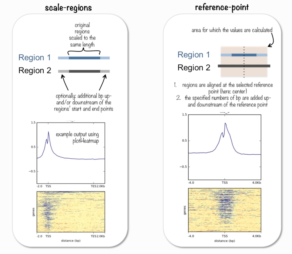 deeptools - macでインフォマティクス