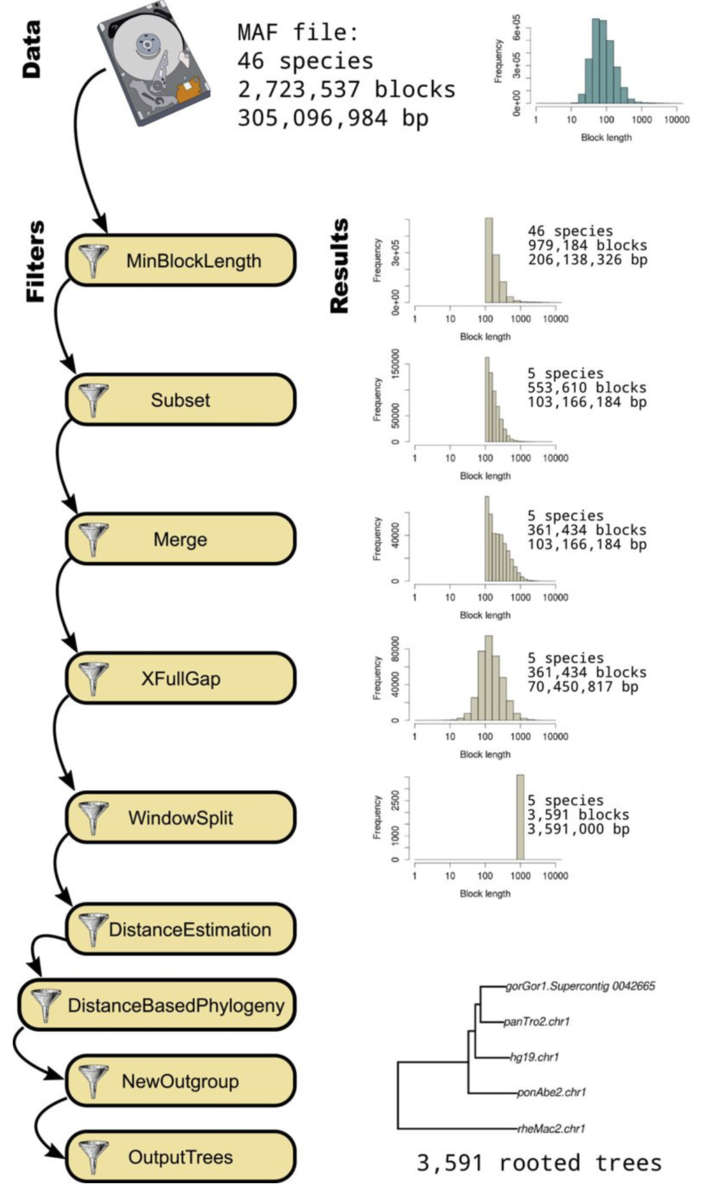 MAF（Multiple Alignment Format）を様々な条件でフィルタリングする MafFilter - macでインフォマティクス