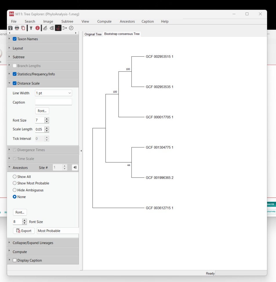 MEGA11 - macでインフォマティクス