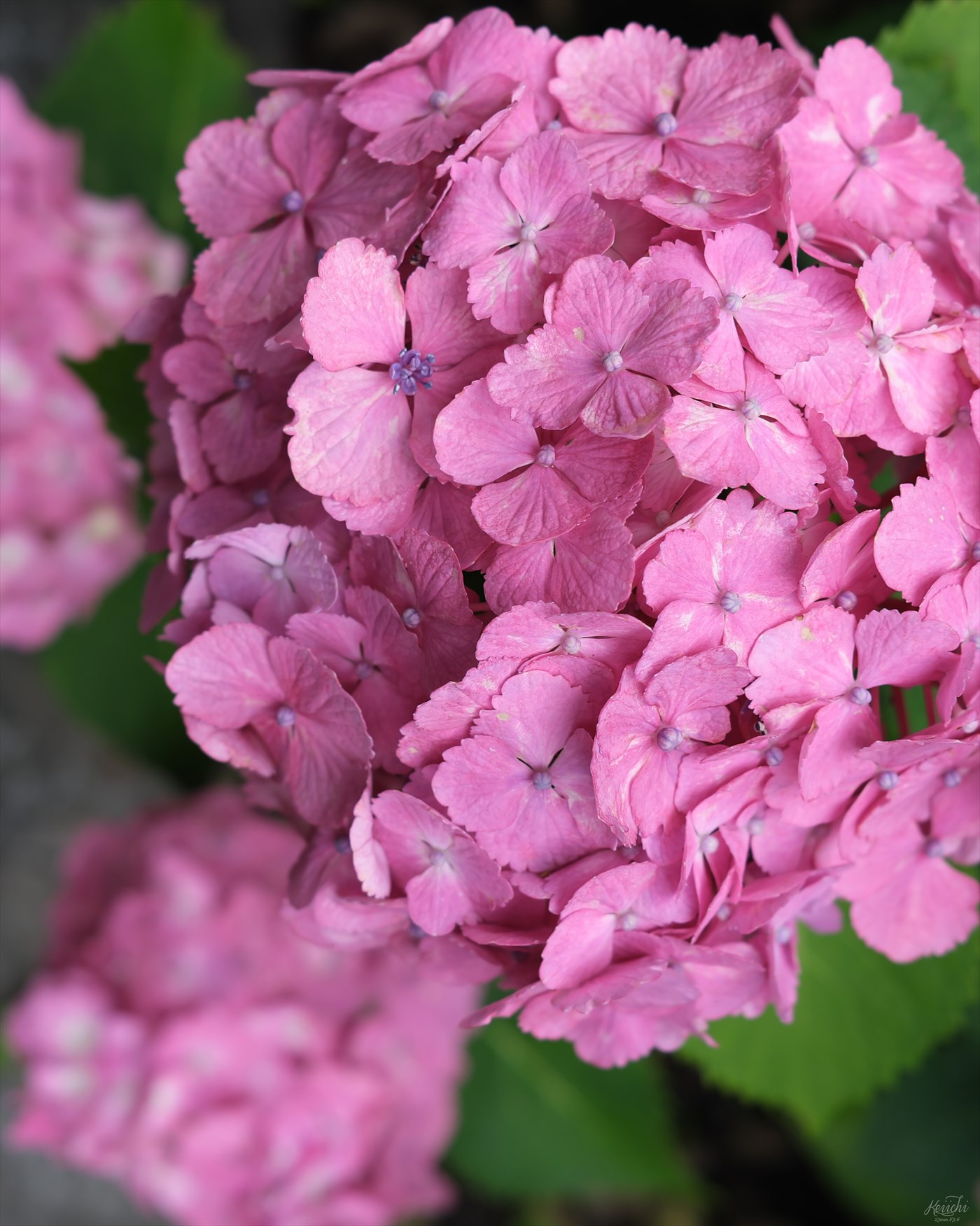 【X100V】紫陽花'2023 - 散歩スナップ｜K-photography