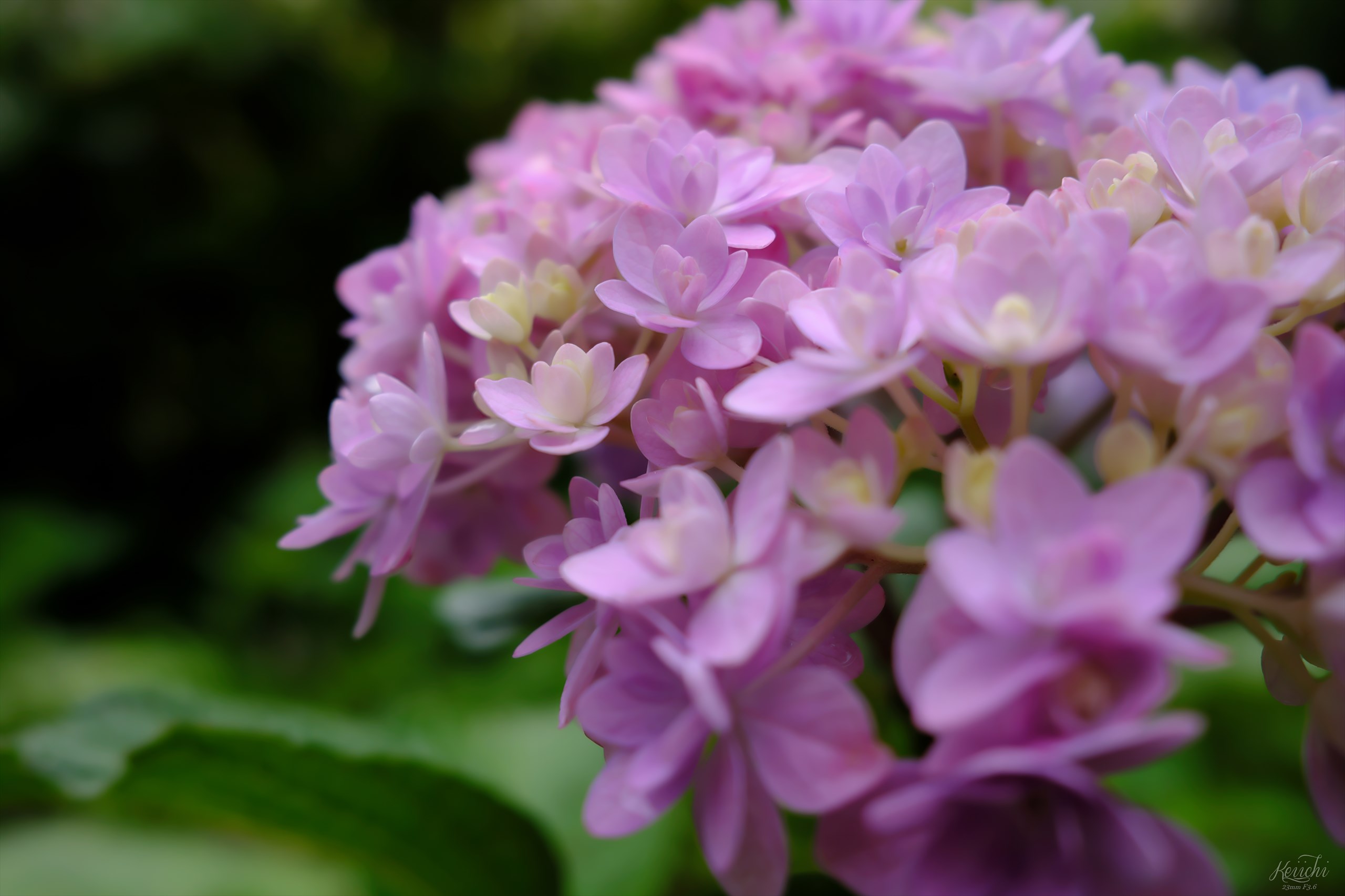 【X100V】紫陽花'2023 - 散歩スナップ｜K-photography