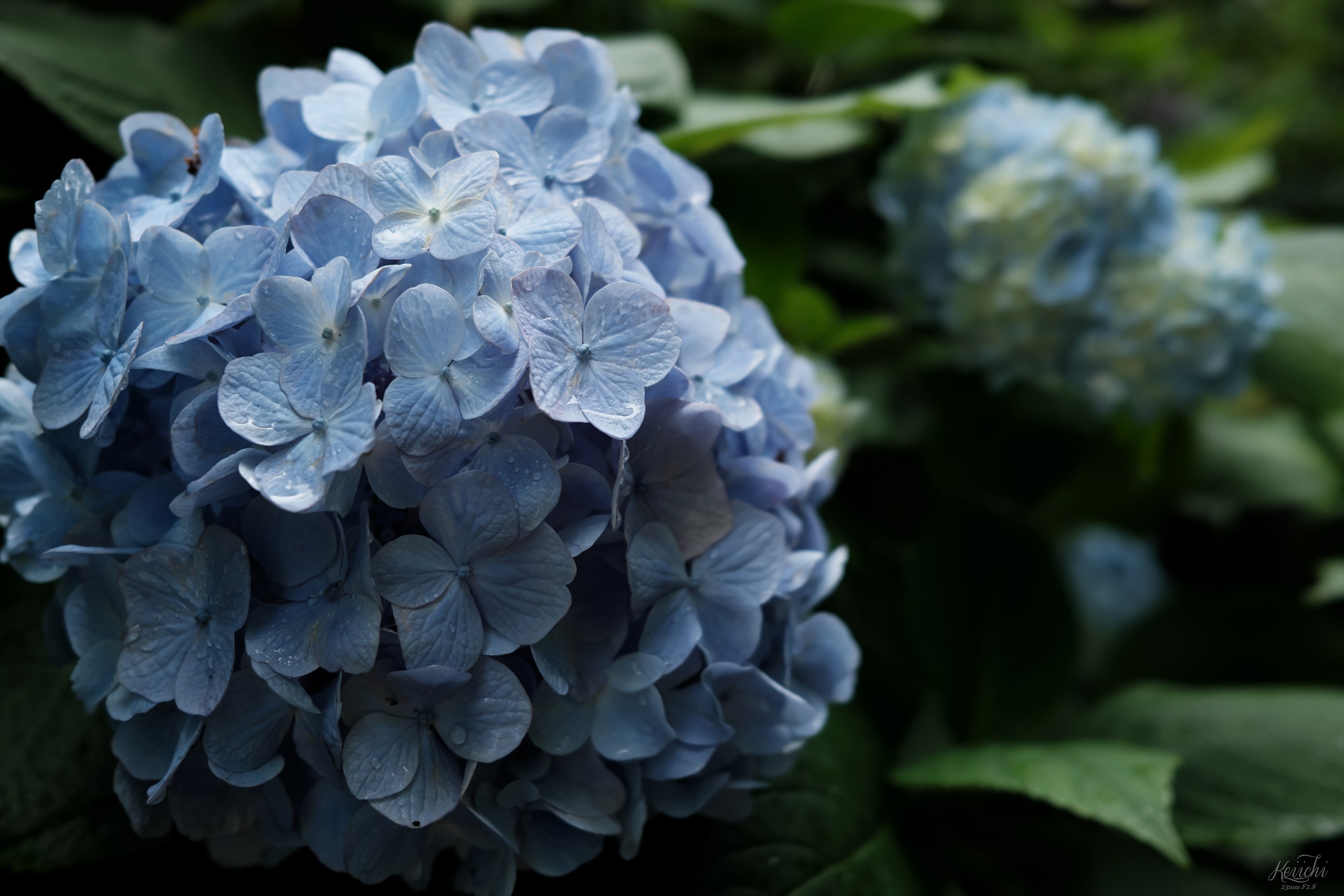 【X100V】紫陽花'2023 - 散歩スナップ｜K-photography
