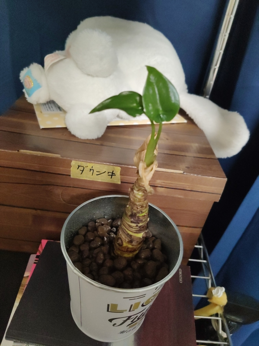 Plants - kaede-hobby-blog