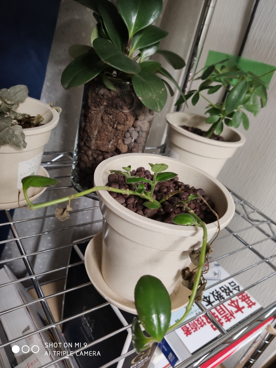 Plants - kaede-hobby-blog