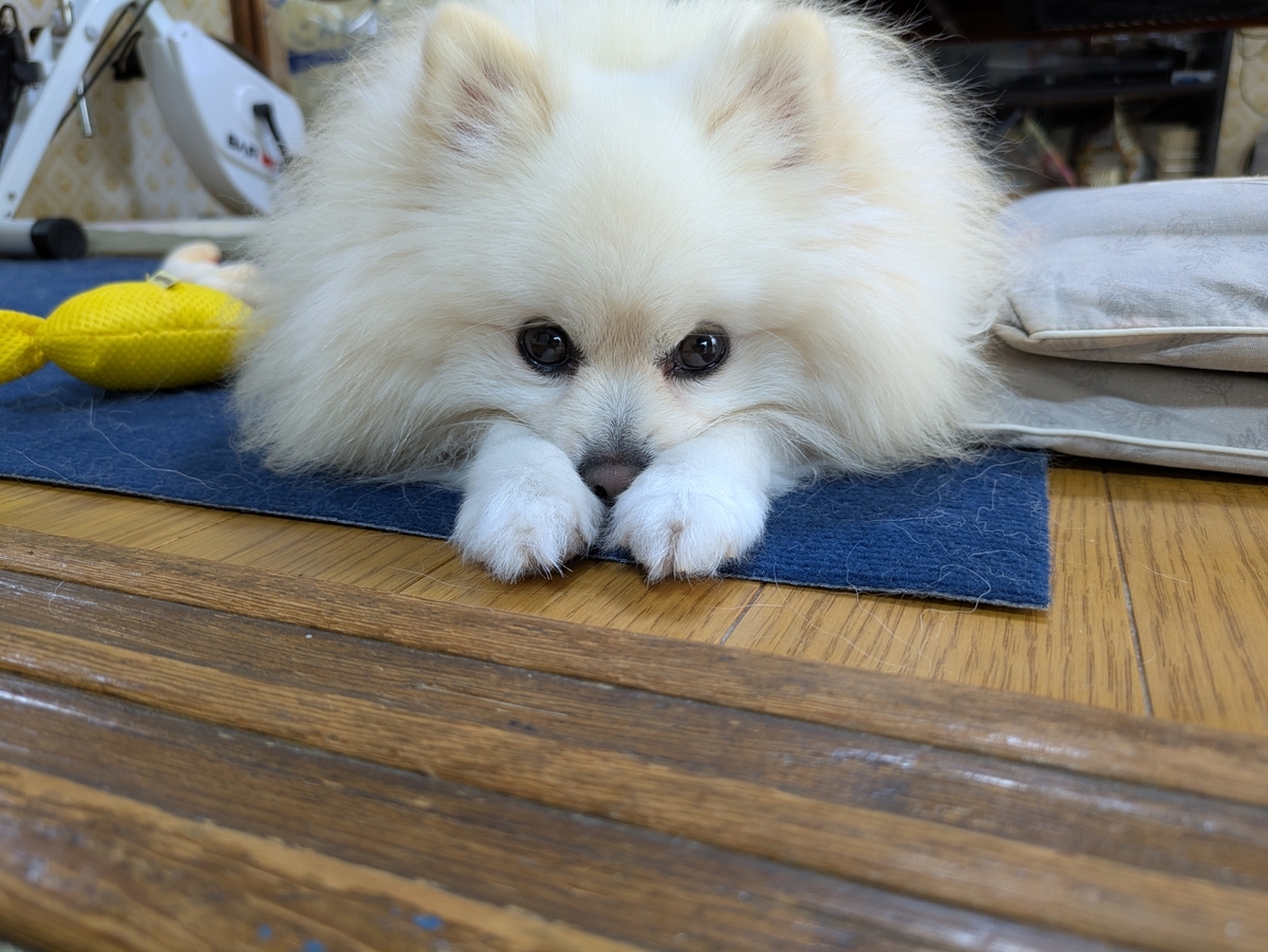 ポメ部屋の模様替え - keinaの家庭菜園ノート