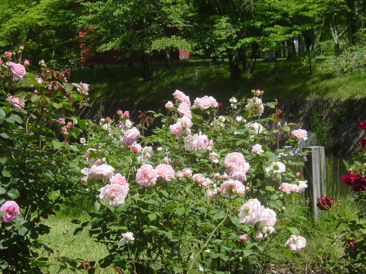 薔薇紀行～タリアセン（塩沢湖）・イングリッシュローズガーデンその1 - 浅間山明鏡止水