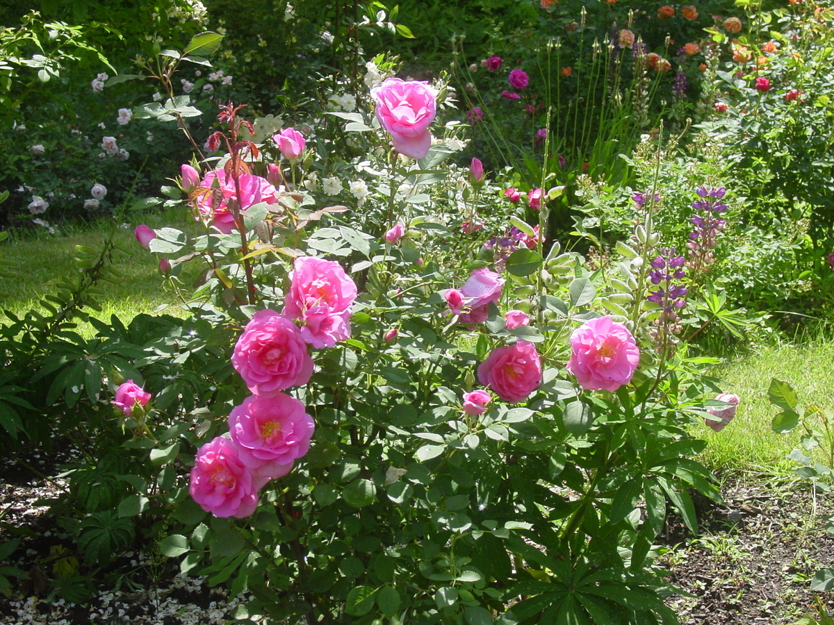 薔薇紀行～タリアセン（塩沢湖）・イングリッシュローズガーデンその1 - 浅間山明鏡止水