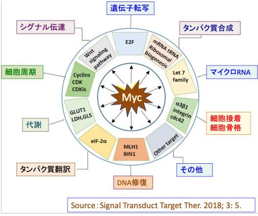 824) c-Mycをターゲットにしたがん治療（その1）：Wnt/βカテニン経路とAkt/mTORC1経路の阻害 - がんの補完・代替療法