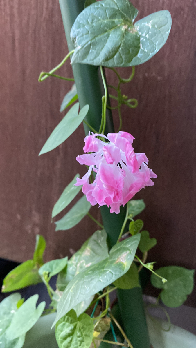 好きなもの、苦手なもの - kimi-moon’s blog