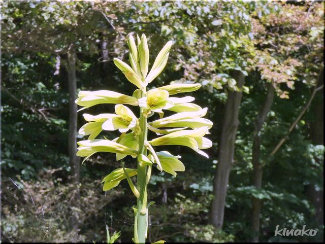 きなこのきまぐれ日記