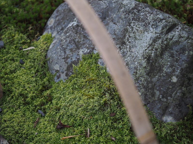 Moss #49 - Moss Green