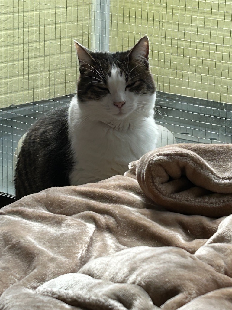 今日のご飯 調子が悪い日もある - kitinaの手抜きで美味しい料理ブログ