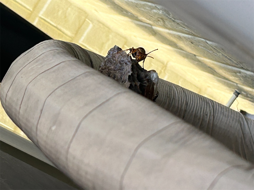 7月21日から7月27日のご飯 - kitinaの手抜きで美味しい料理ブログ