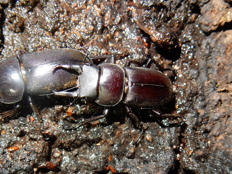 コクワガタは小物などではない！日本で最も繁栄しているクワガタムシ - ネイチャーエンジニア いきものブログ