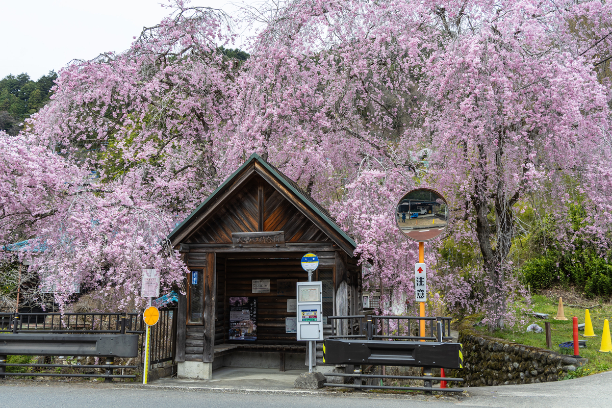 龍珠院・人里バス停の枝垂れ桜 ～ by 空倶楽部 - morinoki2011