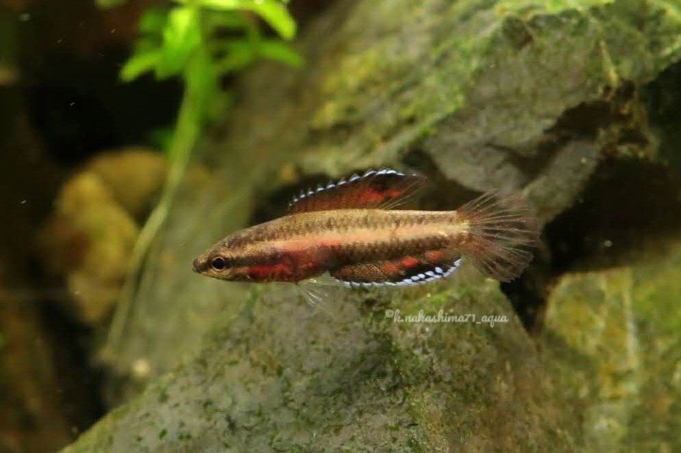 パロスフロメヌス・パーブルス【Parosphromenus parvulus】 - リコリスグラミー 飼育・繁殖メモ